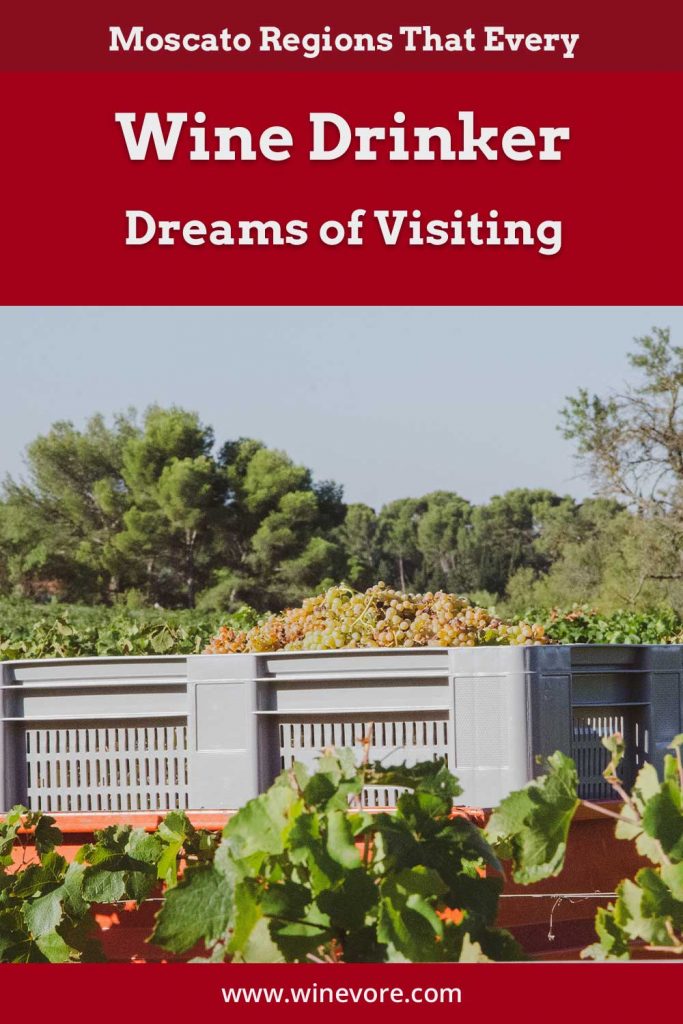 Moscato Regions That Every Wine Drinker Dreams of Visiting - Winevore