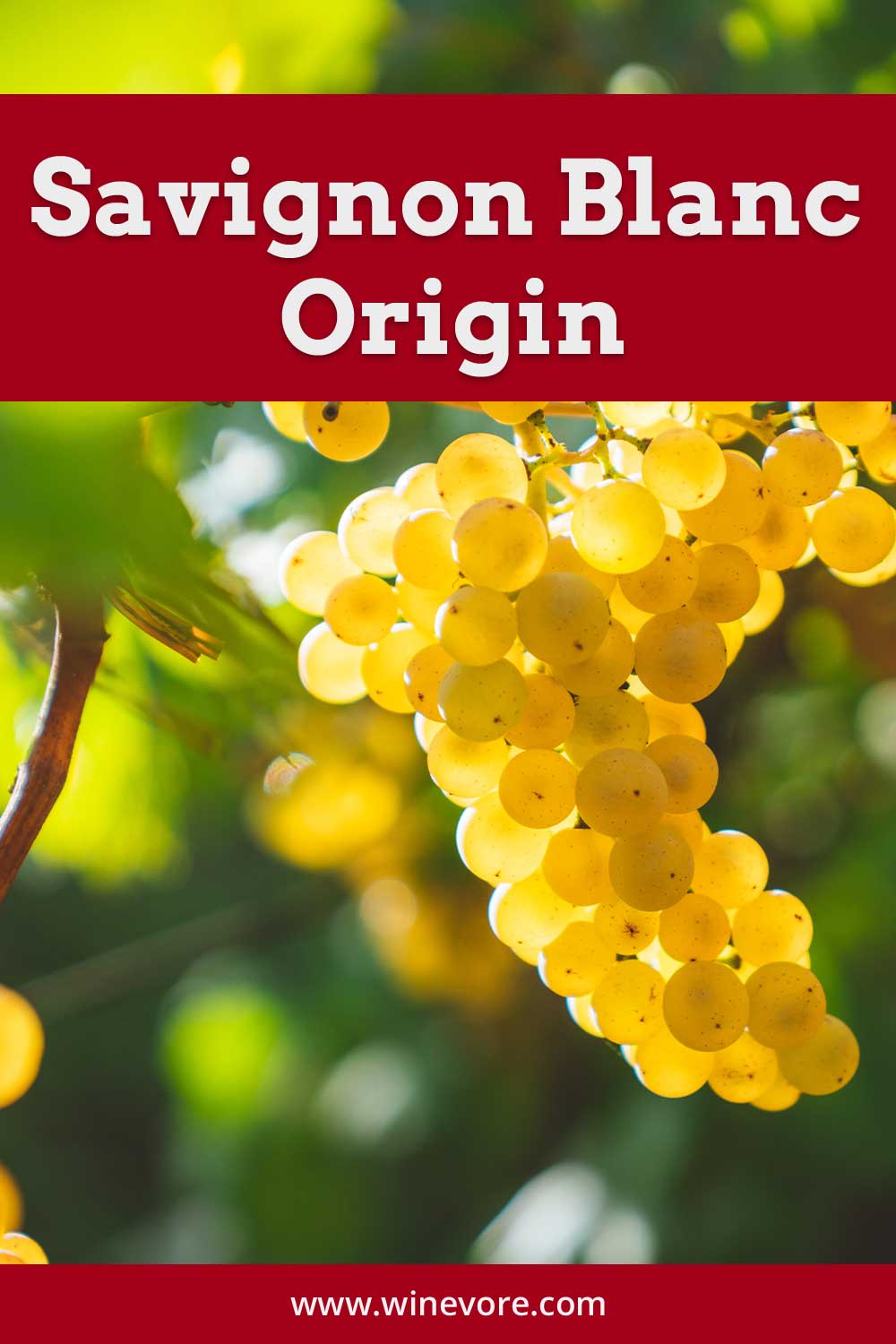 Savignon Blanc Origin - Winevore